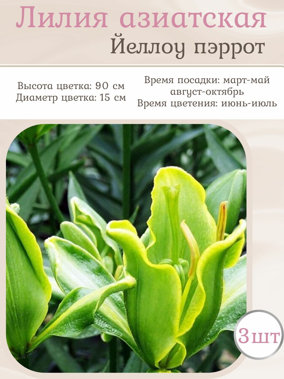 Лилия Азиатская, многолетние цветы, луковицы 3 шт