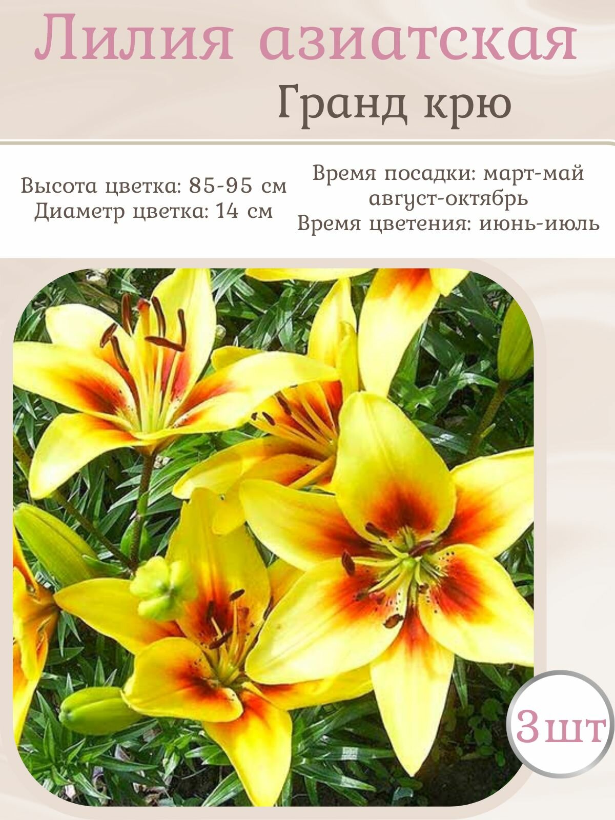 Лилия Азиатская, многолетние цветы, луковицы 3 шт
