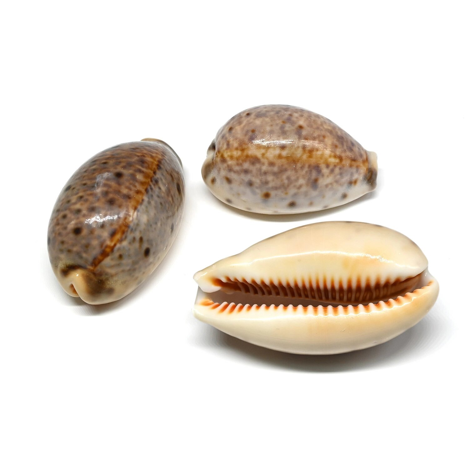Ракушки Ципрея Рысь в натуральном цвете 35*20*15мм, 3 ракушки .