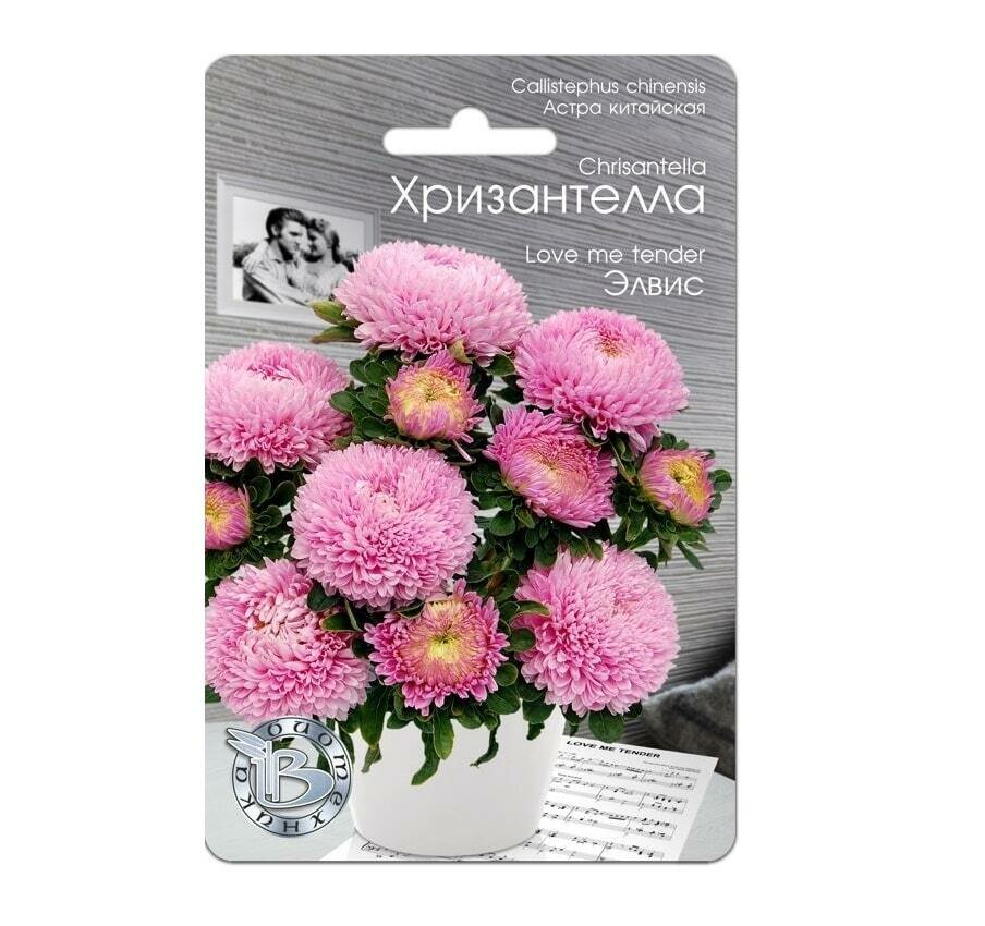 Семена Астра китайская Хризантелла Элвис АГ Биотехника