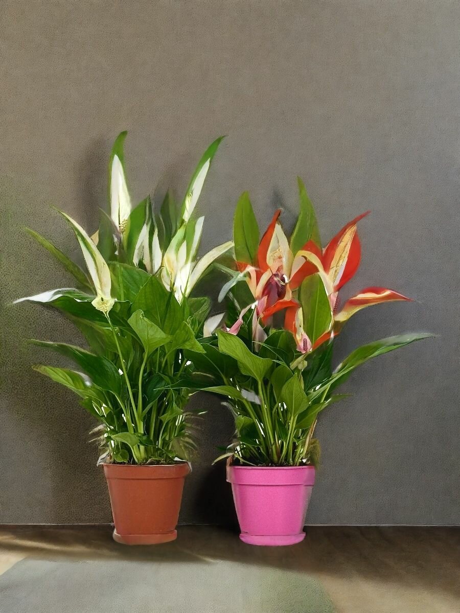 Набор 2 растения Спатифиллум Антуриум Лилли в горшке D9 index (живые растения)