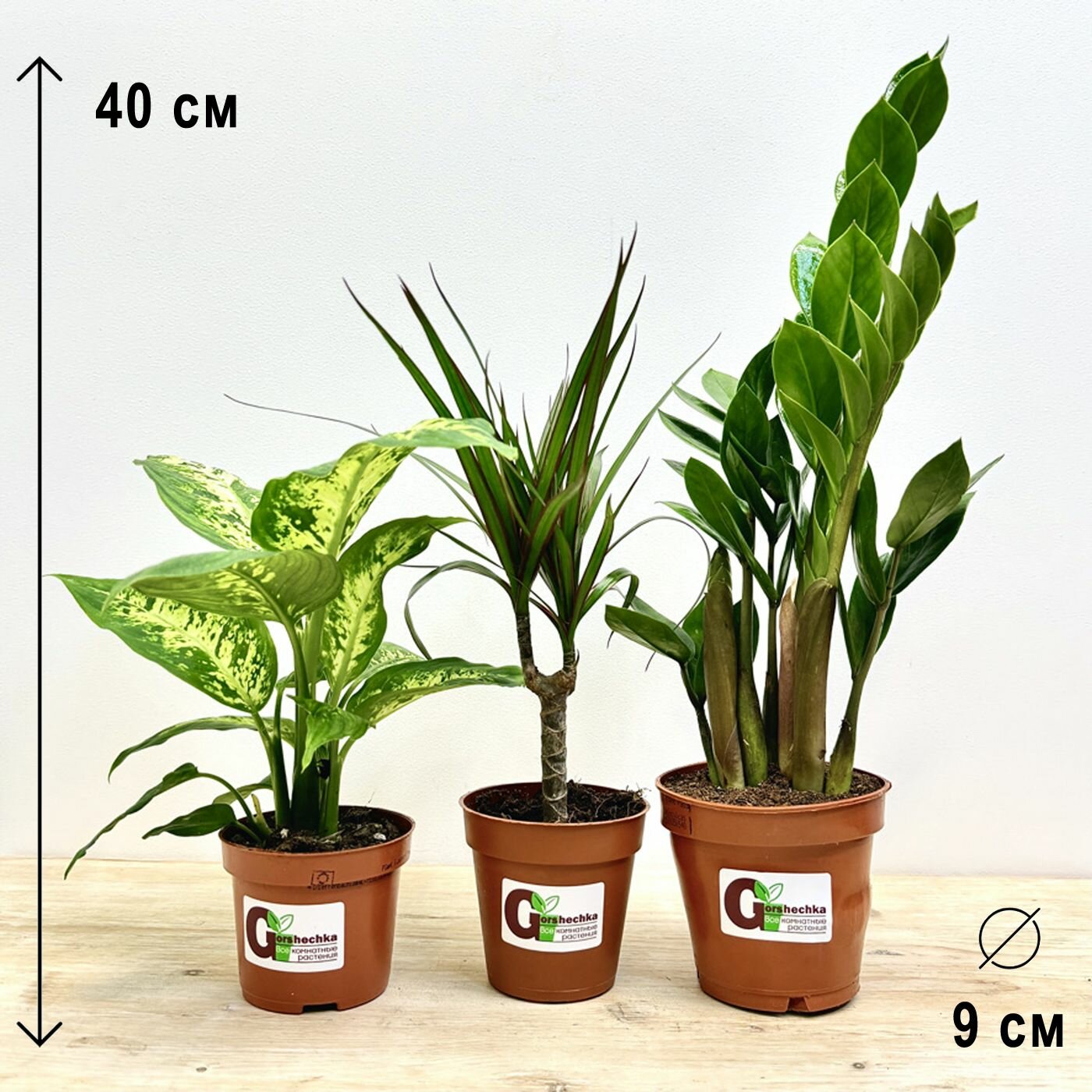 Набор 3 растения (d9): Замиокулькас, Диффенбахия, Драцена Маргината, высота 25-40см