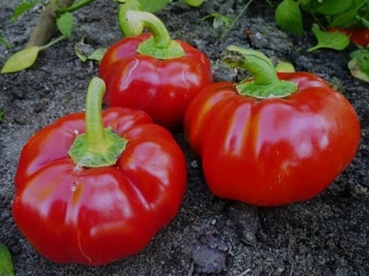 Коллекционные семена перца сладкого Бублик