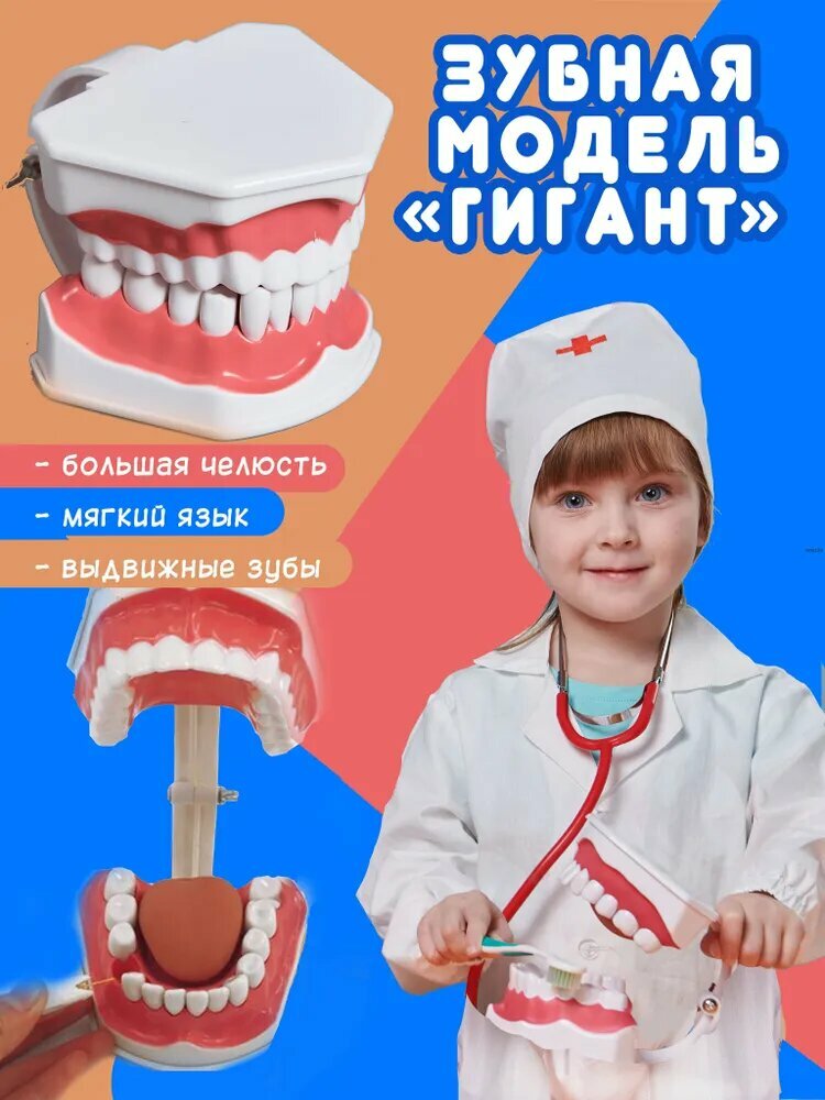 Зубная челюсть гигант анатомическая модель, анатомия человека, детский набор доктора стоматолога