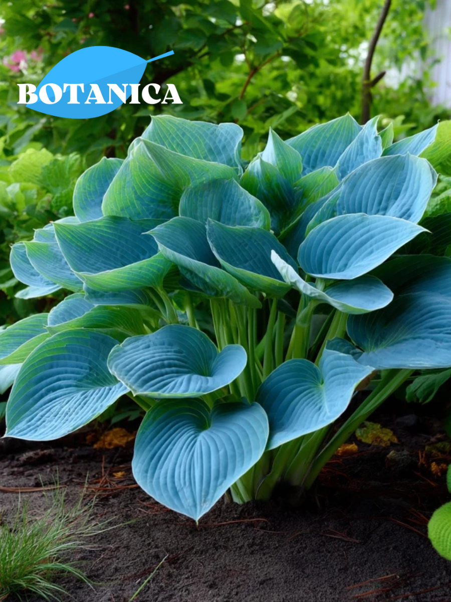 Луковицы цветов, botanica garden , Хоста Блю Амбреллас ( 1 корень )