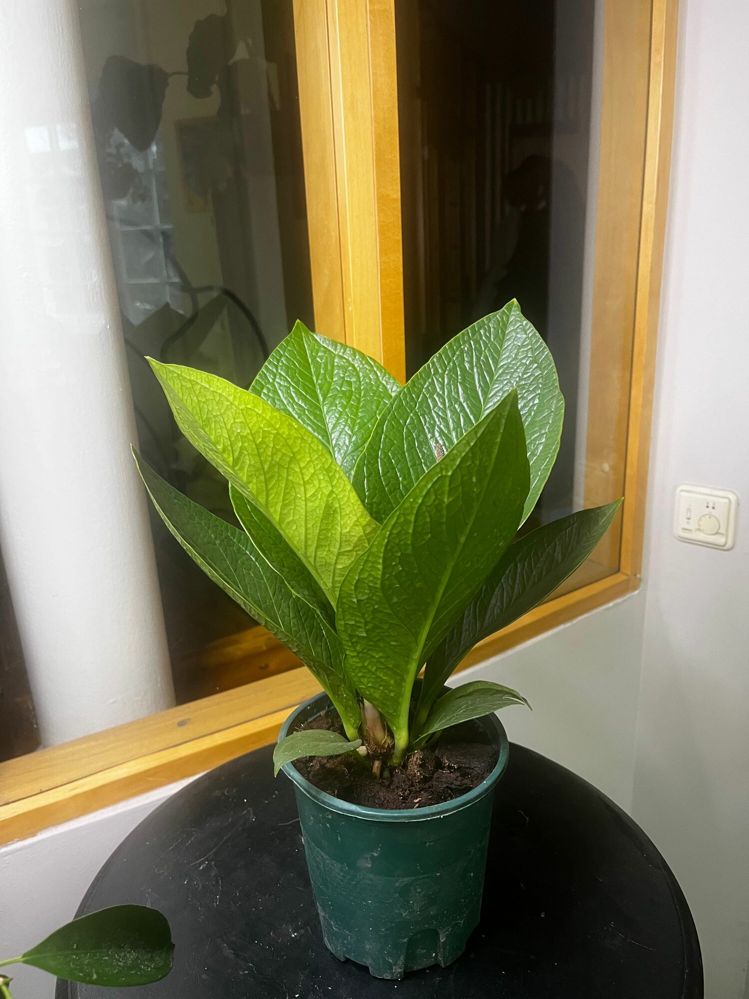Антуриум Джангл Буш 40x14, декоративное растение , комнатное растение для дома, квартиры и офиса — фото 1