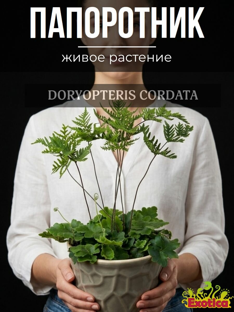 Папоротник Дориоптерис Кордата (Doryopteris Cordata) D5см, живой цветок