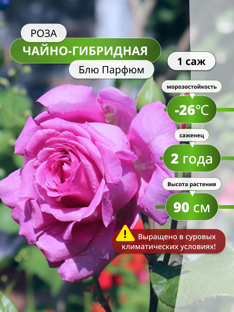 Роза чайно-гибридная "Блю Парфюм", 70см, многолетняя, 1шт, сиреневая/розовая