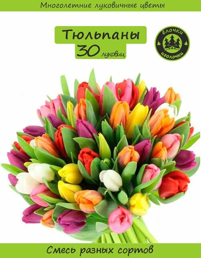 Тюльпан Луковица, Микс сортов, 30 шт (Ёлочки иголочки)