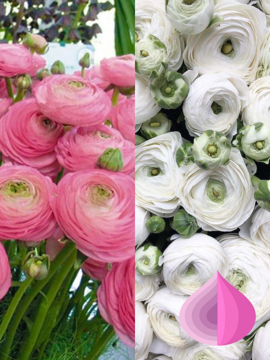 Луковицы цветов, bulbs servise, TWIN Ранункулюс Пинк 10 шт/Ранункулюс Вайт 10 шт(20 луковиц)