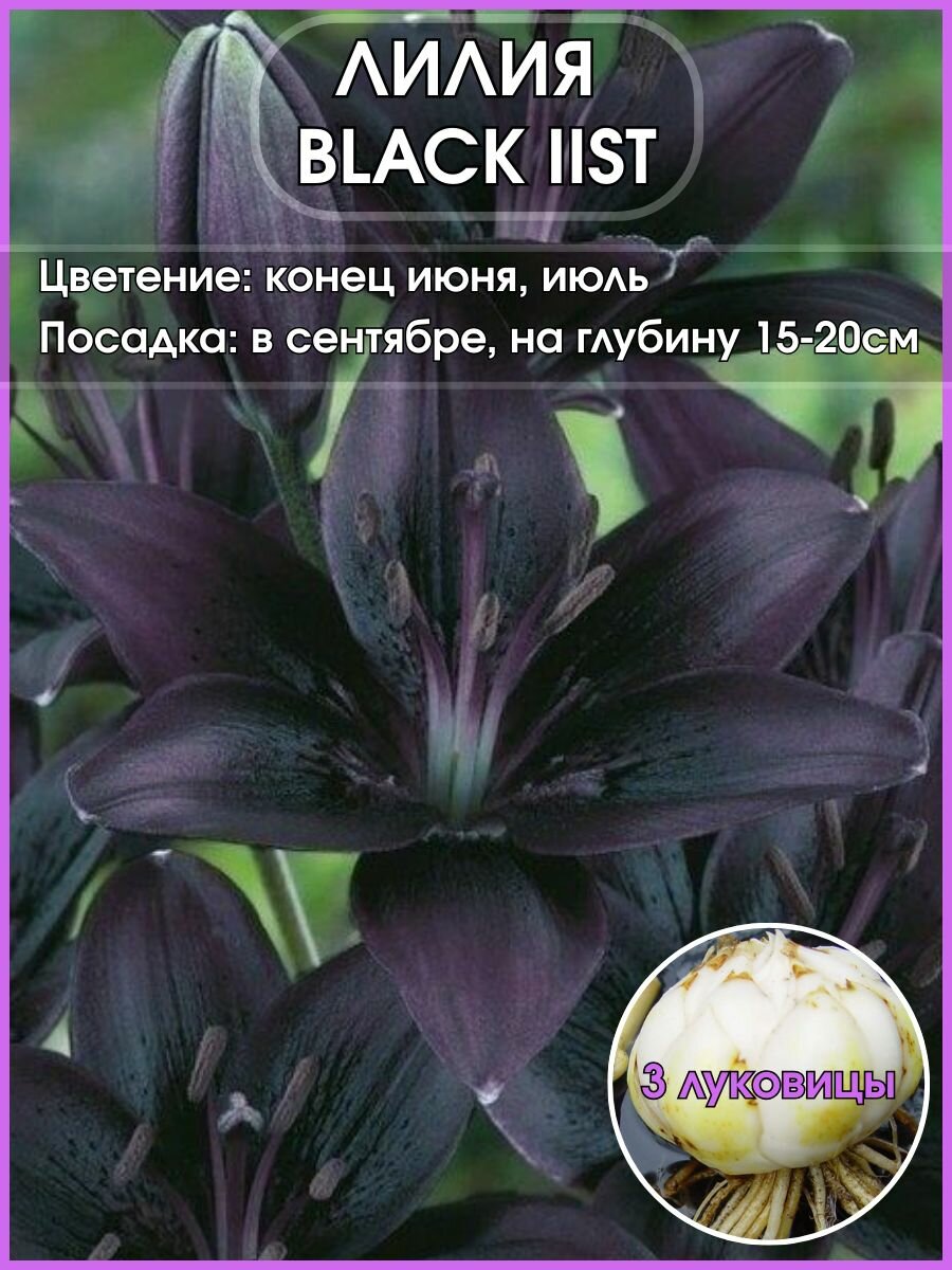 Лилия азиатсая Блэк лист, луковицы 3 штуки
