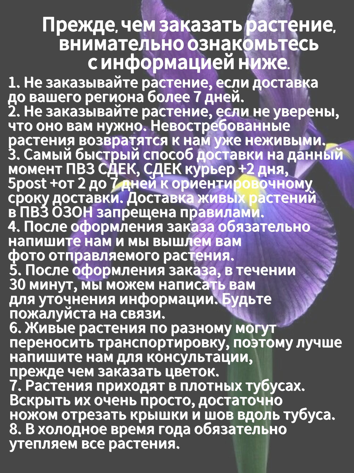 Аглаонема Томс Прайд — фото 1