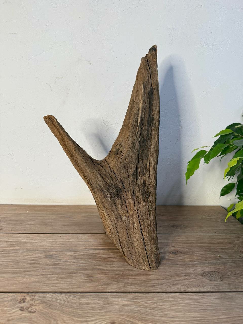 Сухой корень дуба для декора 45х30х28 см. Коряга для террариумов. Рутарий. арт 555