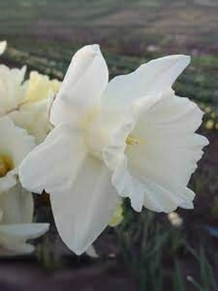 Нарцисс Маунт Худ (луковицы 5 шт)/ клубни, делёнки многолетних растений, корни / для дачи, сада, дома и балкона