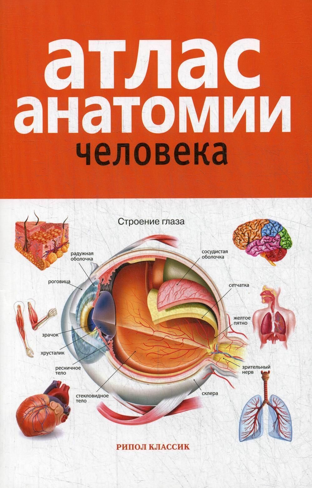 Атлас анатомии человека. 2-е изд, доп. и перераб.