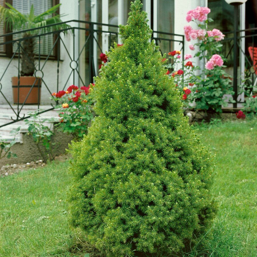 Ель канадская Коника? (1 саженец в горшке Р9), Нидерланды