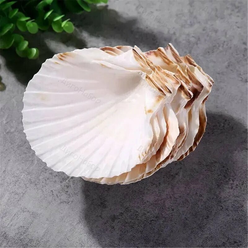 Ассорти из 10 натуральных ракушек морских гребешков для элегантной подачи и выпечки