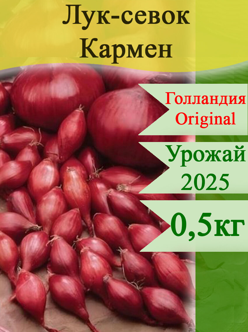 Лук севок Кармен 0,5 кг, Голландия, красный на посадку весной