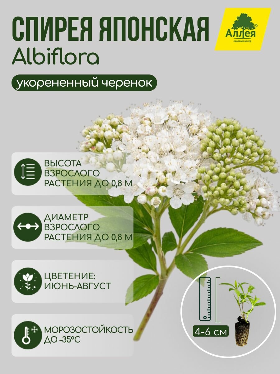 Спирея японская Albiflora укорененный черенок 1шт