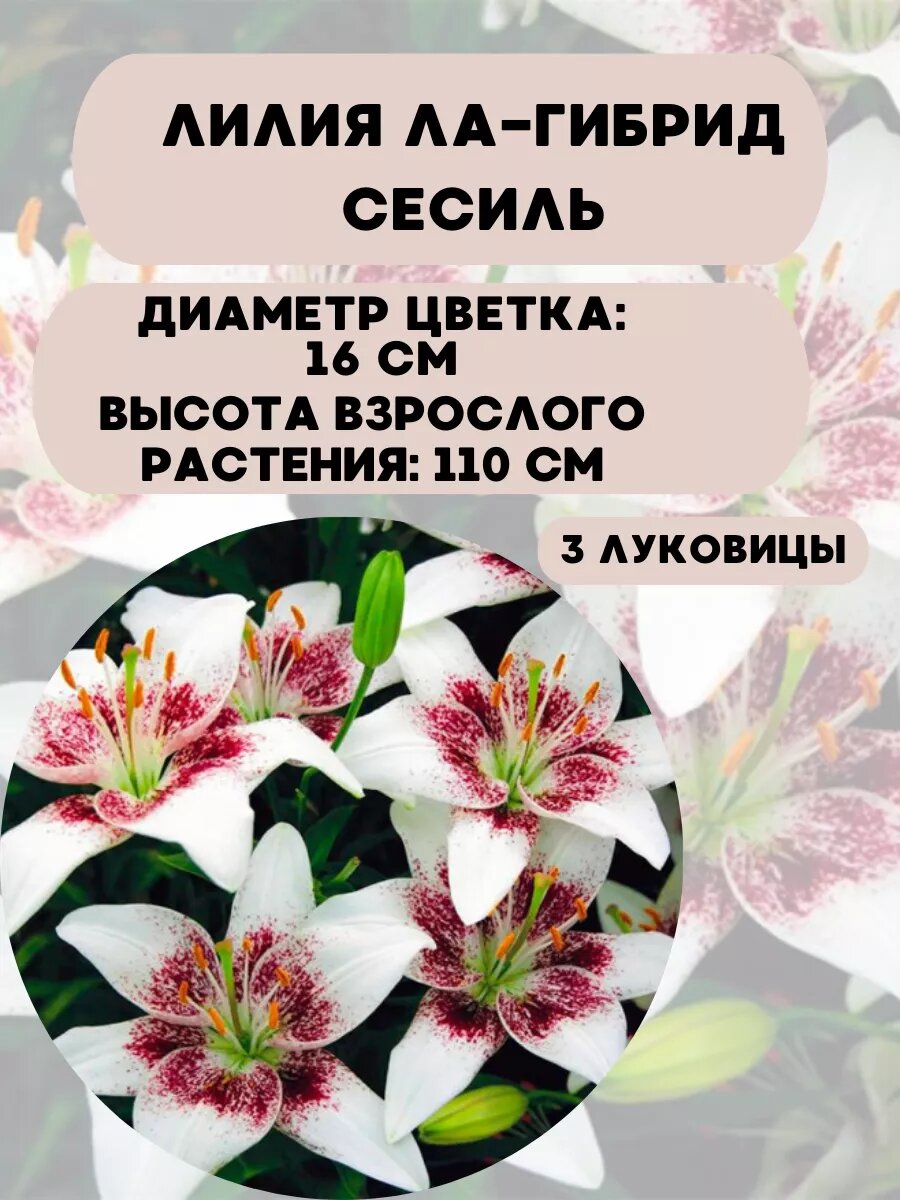 Азиатские лилии/Луковицы лилий