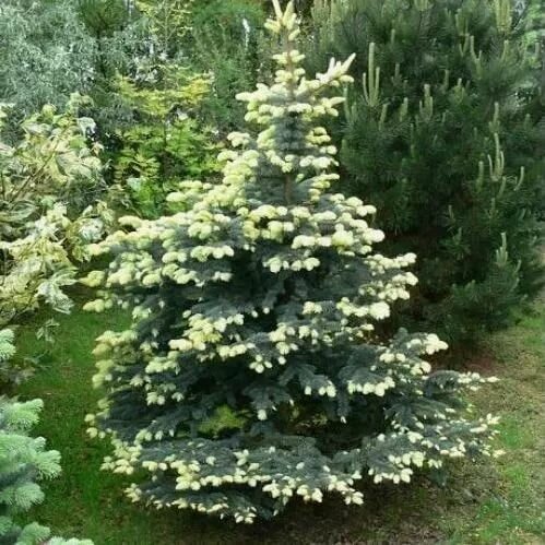 Ель колючая Биалобок, с3, молодая прививка, 1 год, коллекционный сорт