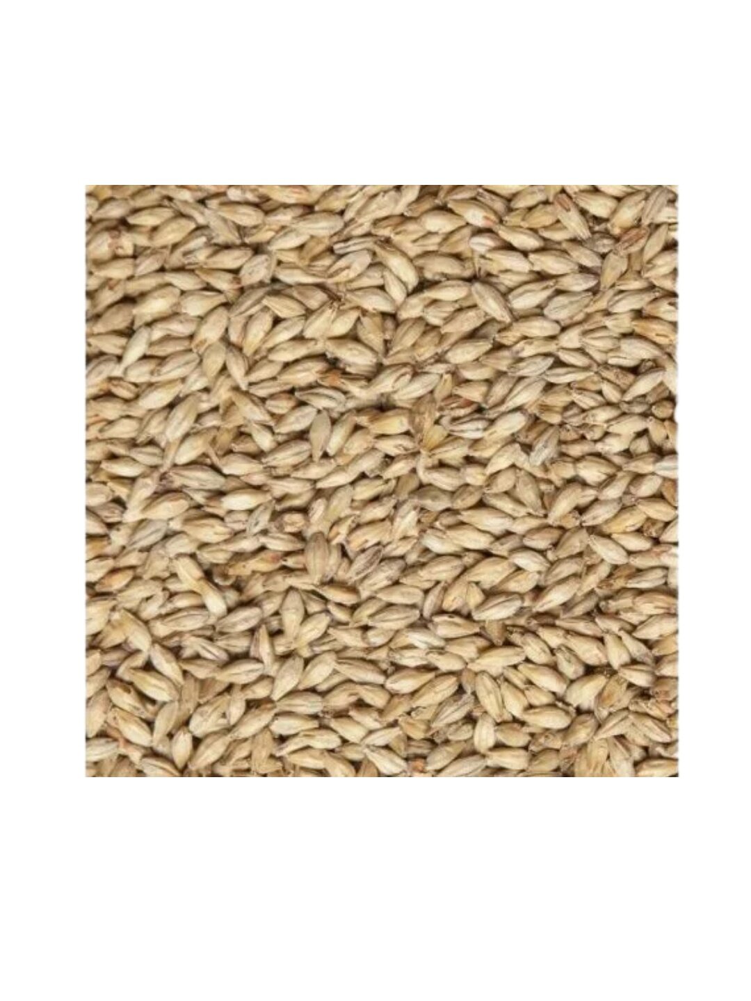 Солод светлый Pilsner ячменный 1 кг из двухрядного пивоваренного ячменя