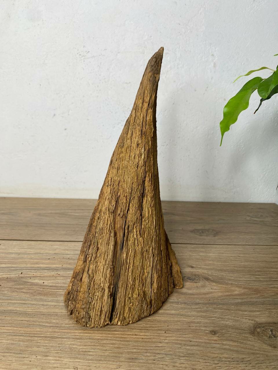 Сухой корень дуба для декора 24х22х12 см. Коряга для террариумов. Рутарий. арт 552
