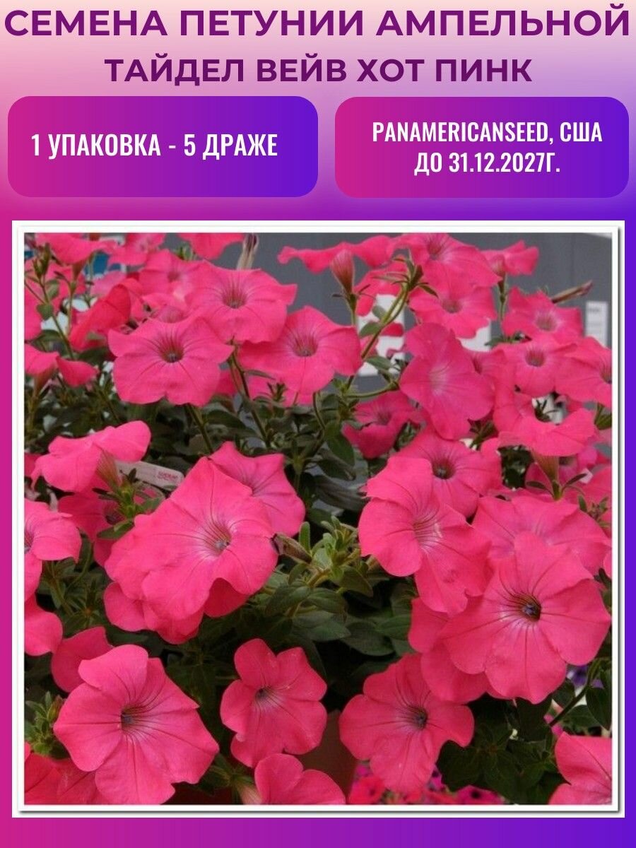 Петуния ампельная Тайдел Вейв Хот Пинк семена 1 упаковка (5 драже в пробирке) PanAmerican Seed, США