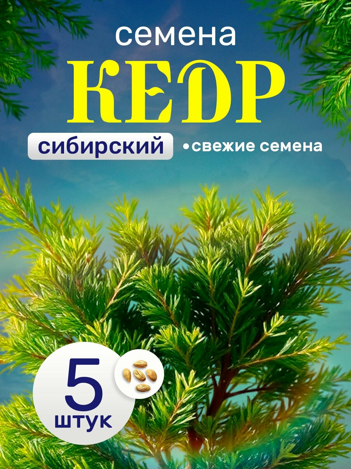 Семена кедра сибирского для выращивания