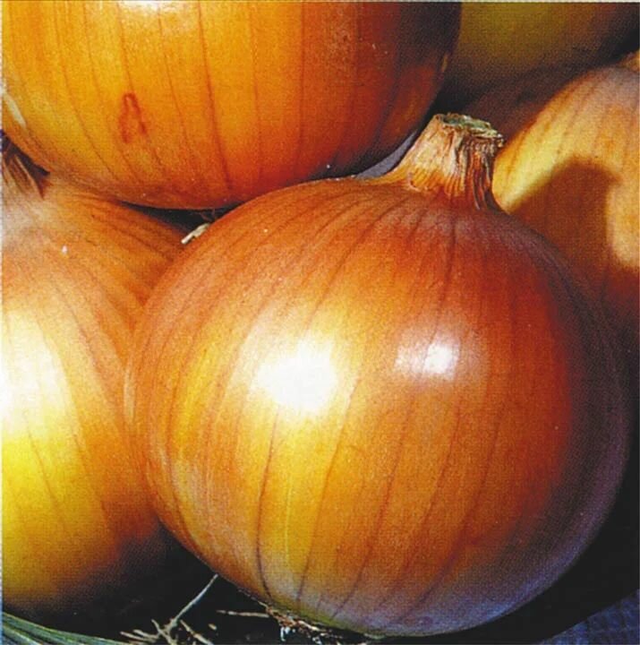 Коллекционные семена лука репчатый F1 Бонус