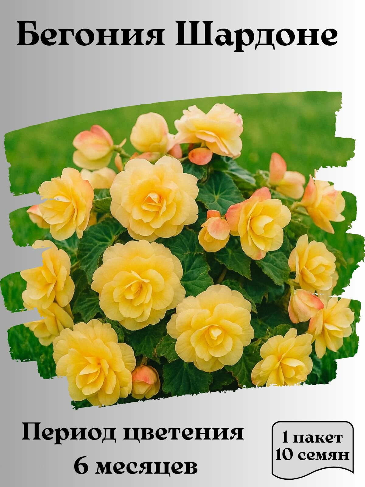 Бегония Шардоне, 10 шт, 15 гр.