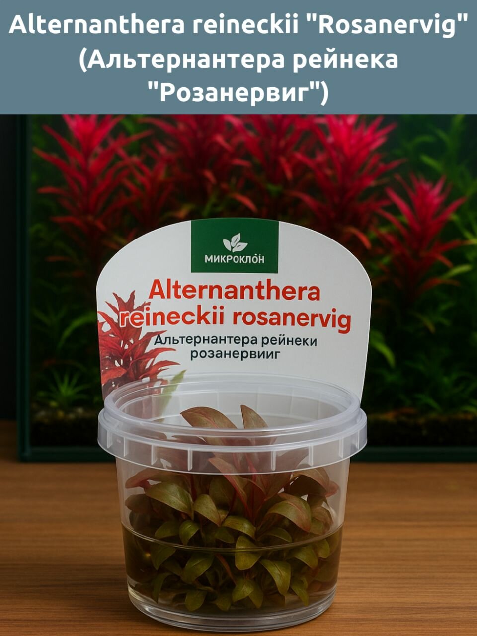 Меристемное растение "Альтернатера Рейнека "Розанервиг" , живое аквариумное растение