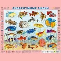Книга "Аквариумные рыбки : пазл детский на подложке : 63 элемента : арт. Пл57п(10)"