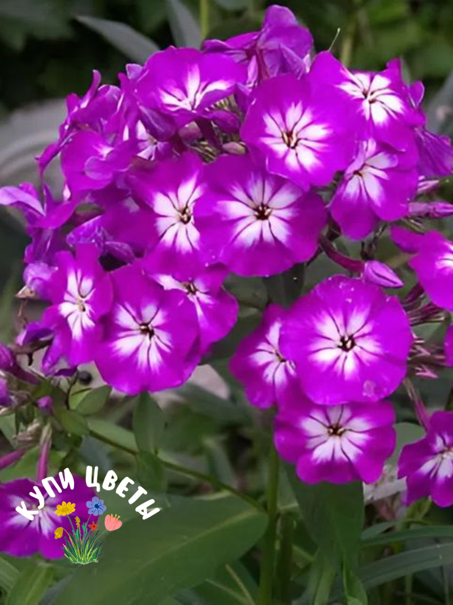 Луковицы цветов, купи цветы, Флокс USPECH (1 штука )фиолетово-белый