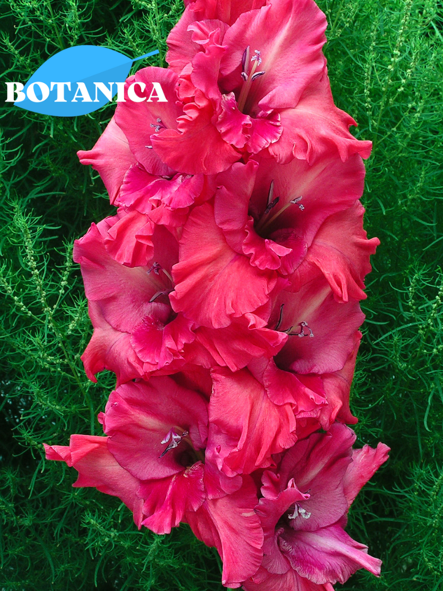 Луковицы цветов , botanica garden , Гладиолус Kазимир (5 луковиц)