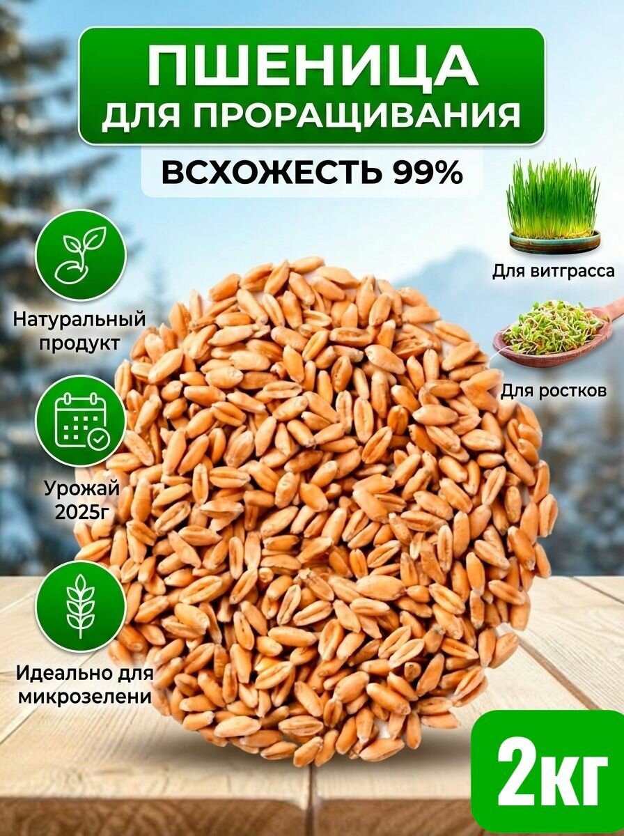 Пшеница для проращивания