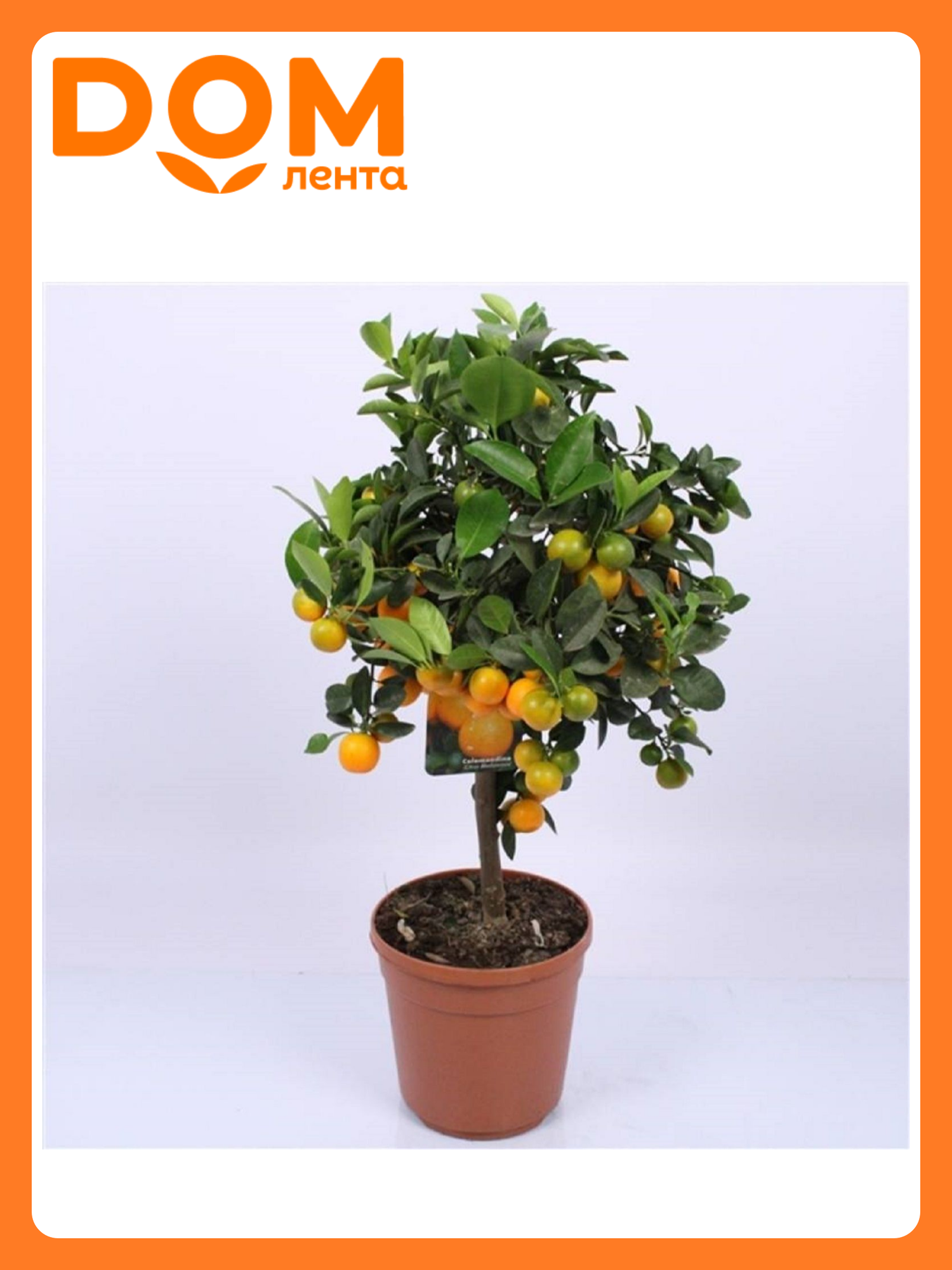 Растение лимон Штамб FLORA GROUP, декоративно-плодовое, цветущее, горшечное