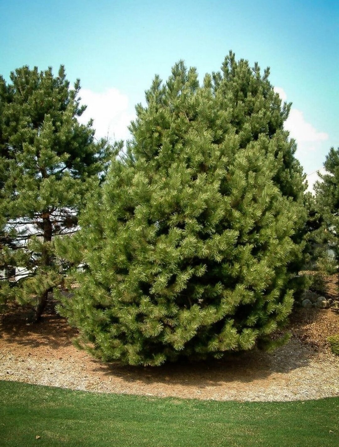 Сосна черная (Pinus nigra) - 160-180, Контейнер: С90