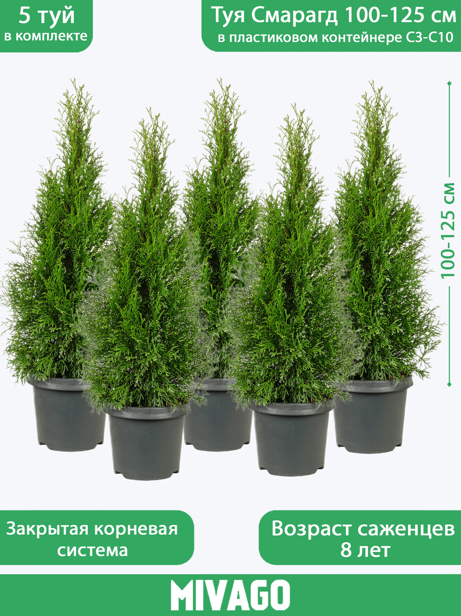 Туя западная Смарагд 100-125 см, в пластиковом контейнере 3-10 л, 5 саженцев