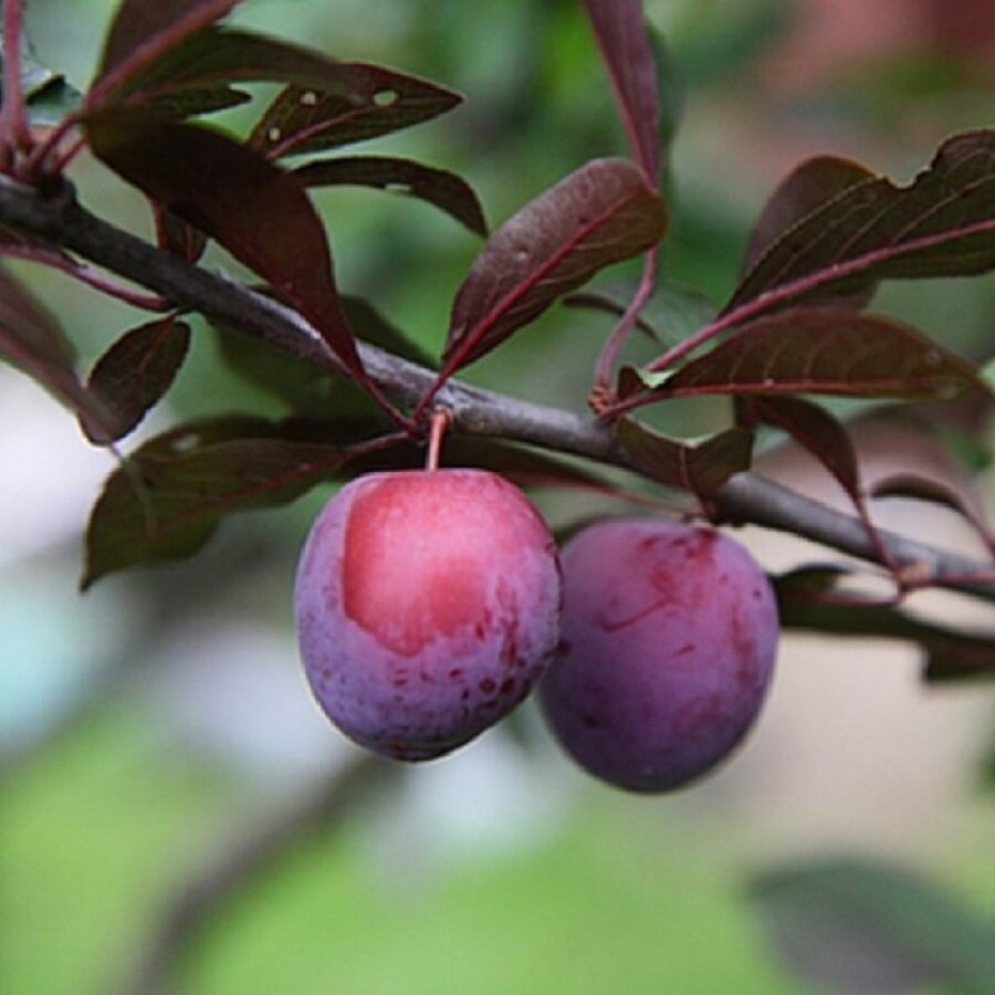 Семена Deodar SEEDS COMPANY Алыча темно-красная крупноплодная 5 шт.