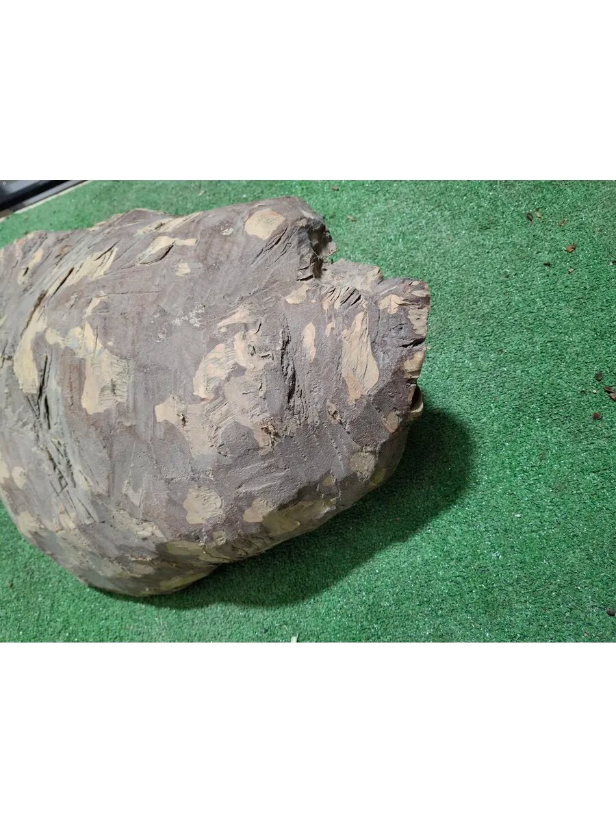 Слэб массив Каповый Сувель (690 - 380 - 260 мм)