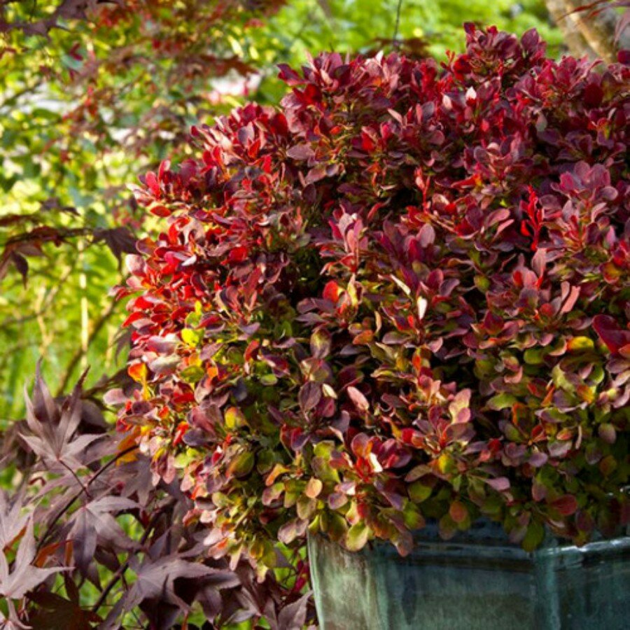 Барбарис Тунберга Голден Руби (1 саженец в горшке Р9), Нидерланды