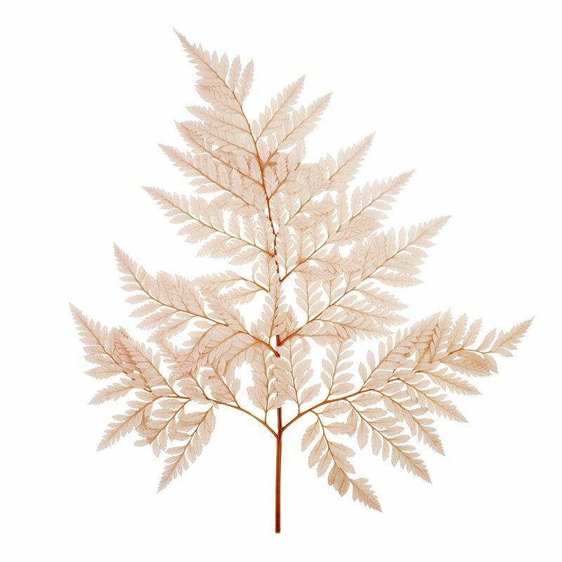 Искусственные листья Веселый праздник Розовые, папоротника, стабилизированные