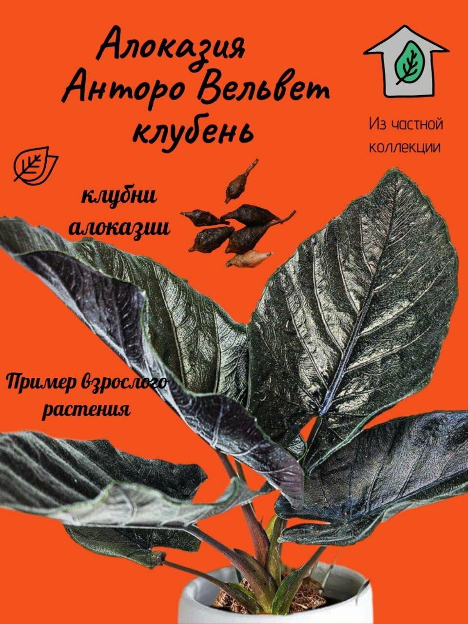 Алоказия Анторо Вельвет / клубень