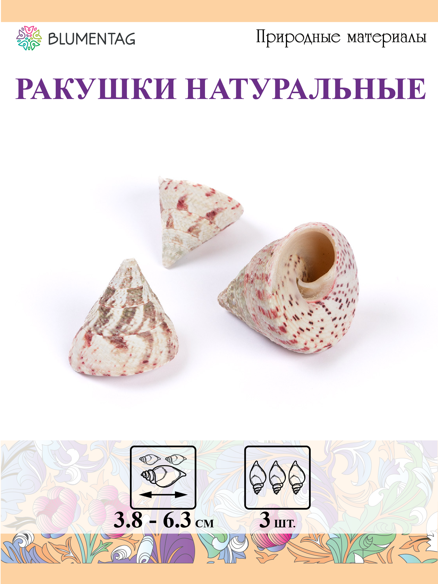 Ракушки морские 3 шт. "Blumentag" DRF-023 Trochus Maculatus