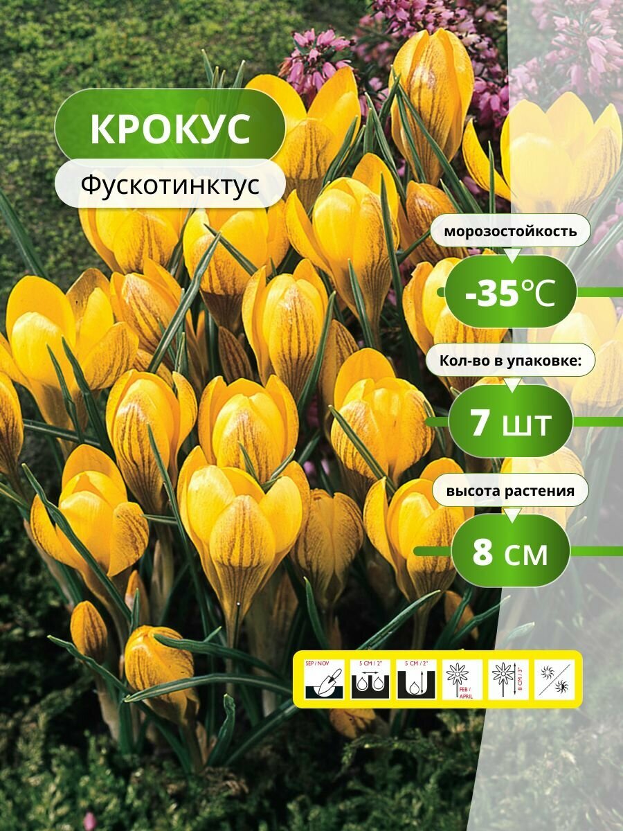 Крокус Фускотинктус (7луковиц) / луковичные многолетние цветы