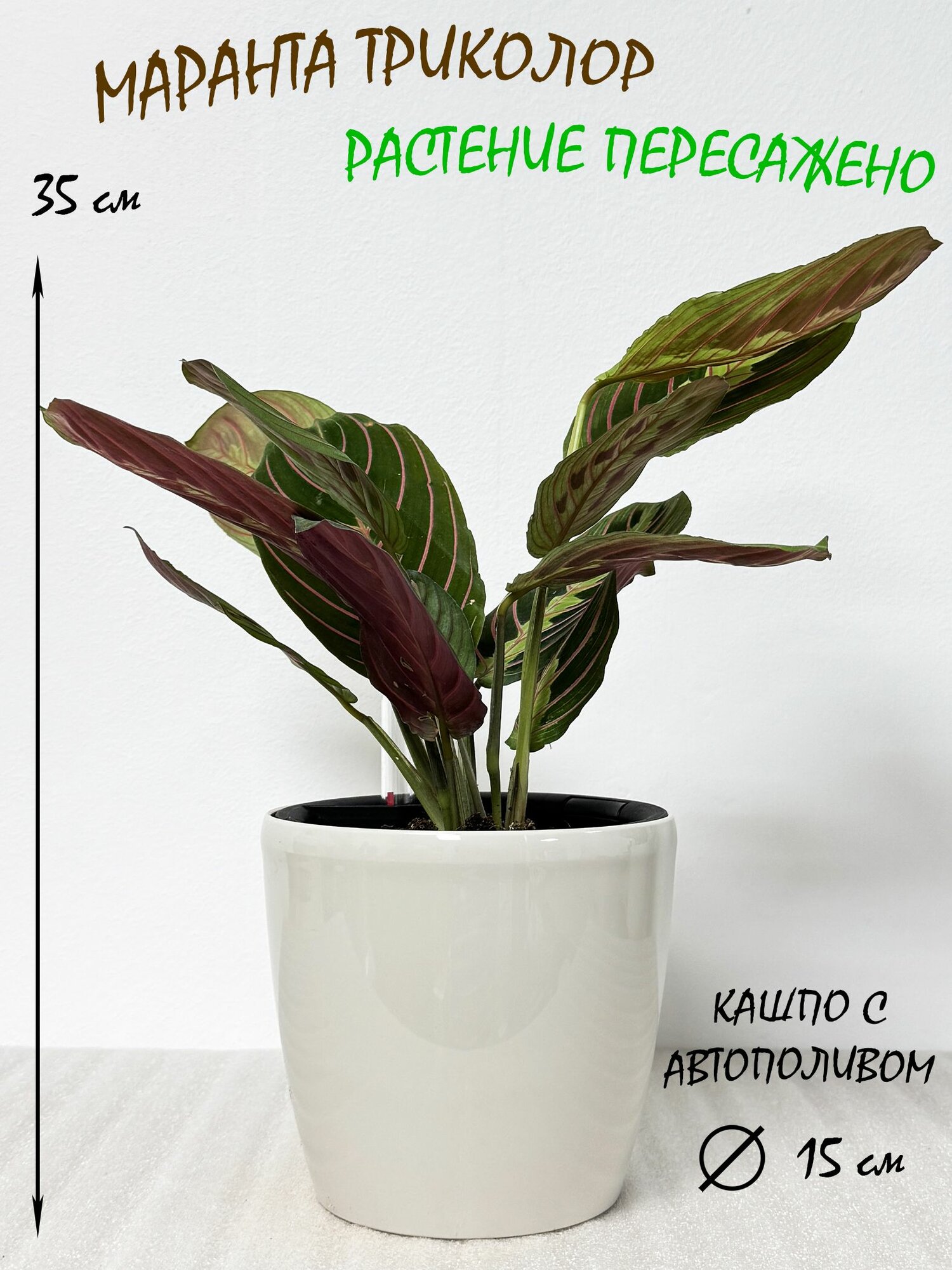 Маранта Триколор в кремовом кашпо с автополивом, высота 30см