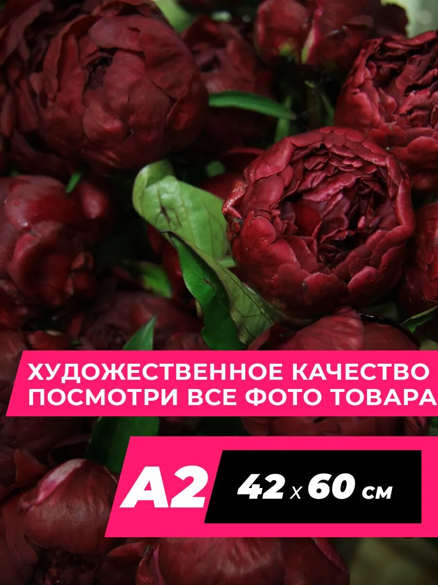 Постер пионы на стену 93 Paeonia A2, матовая фотобумага премиум качества