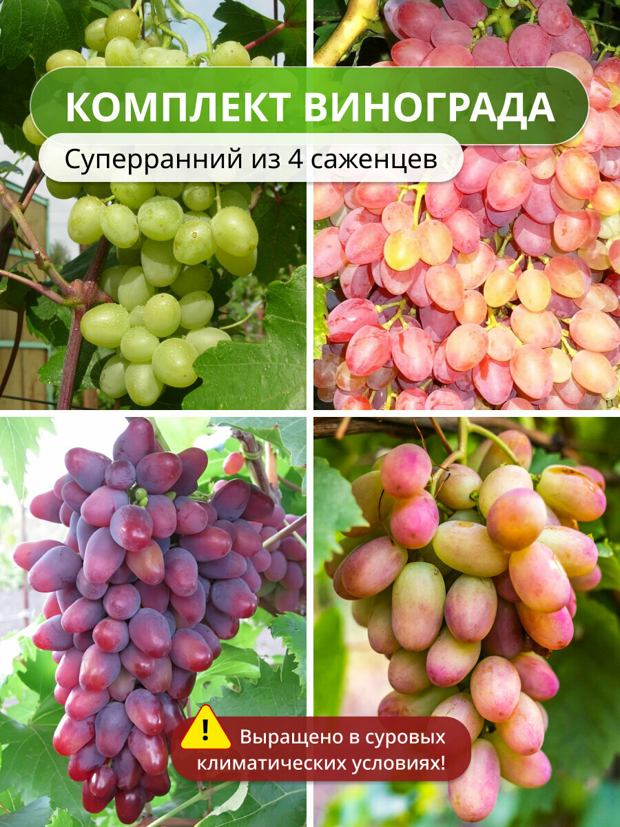 Комплект винограда "Суперранний" (4 сорта), многолетние, 4 шт./уп.