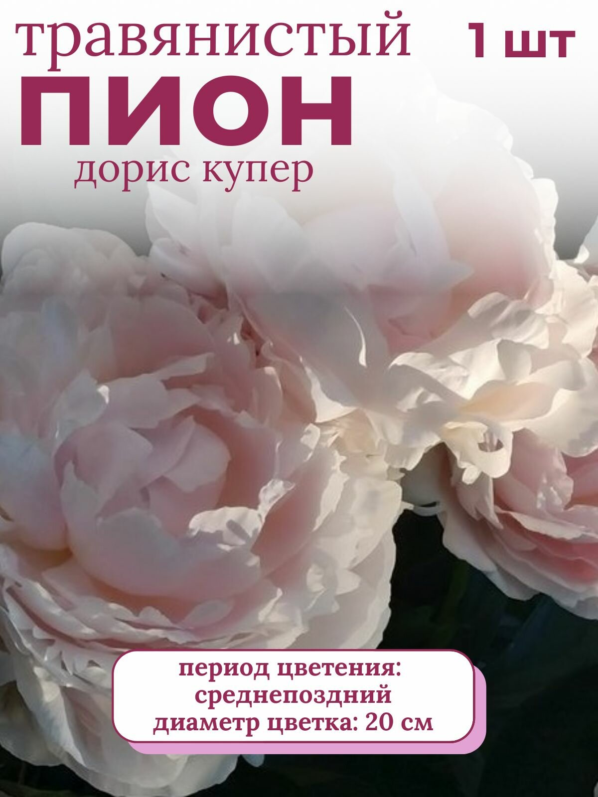 Пион травянистый, многолетние цветы 1 шт